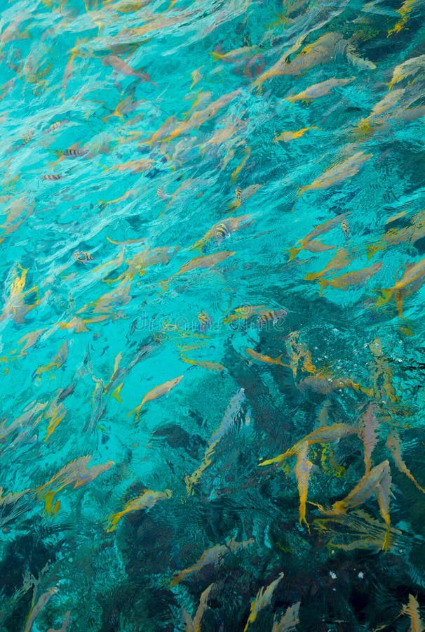 Big school of fish stock photo. Image of recreational - 28561558