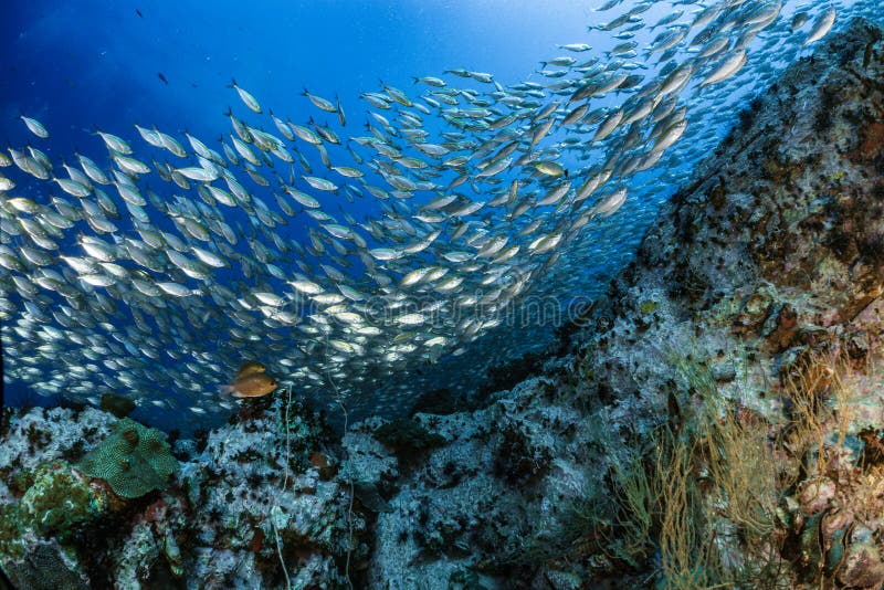 Big School of Fish on Coral Reef Stock Image - Image of conservation ...