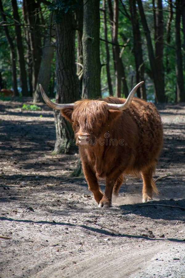Big Scottish Brown Hairy Yak Cattle Close Up Stock Photo - Image of ...