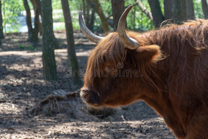 Big Scottish Brown Hairy Yak Cattle Close Up Stock Photo - Image of ...