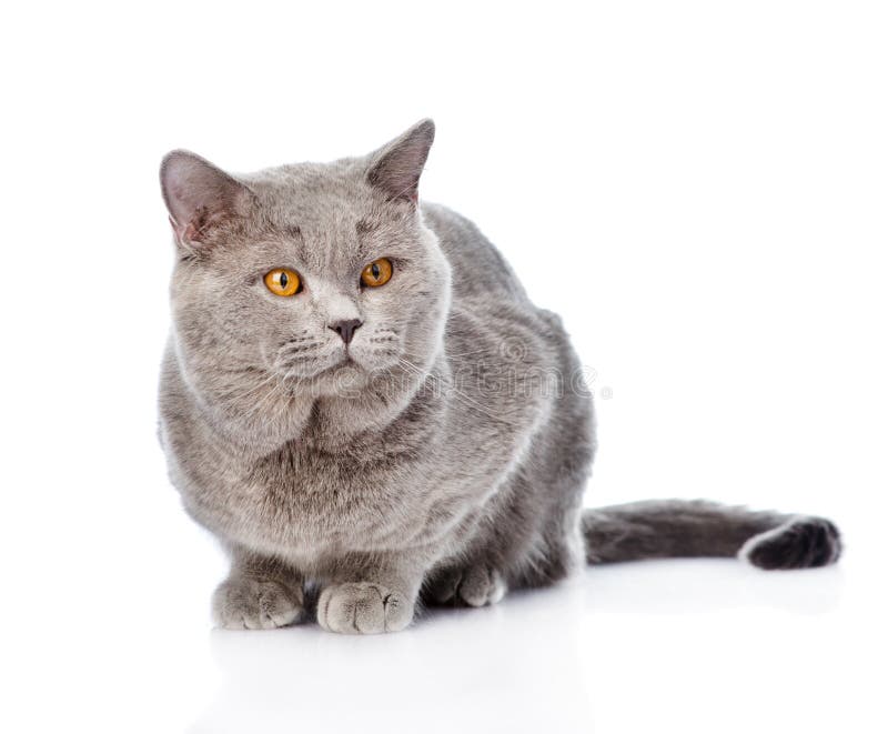 Big Scottish Cat Lying in Front View. Isolated on White Background ...