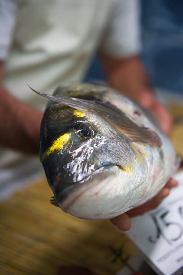 A big sea bream stock image. Image of seafood, healthy - 56667817