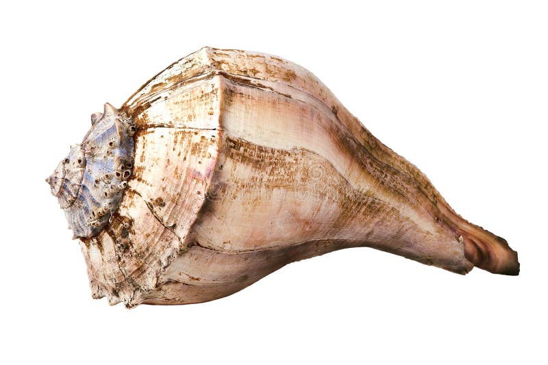 Big sea conch stock image. Image of brown, nature, color - 11544597