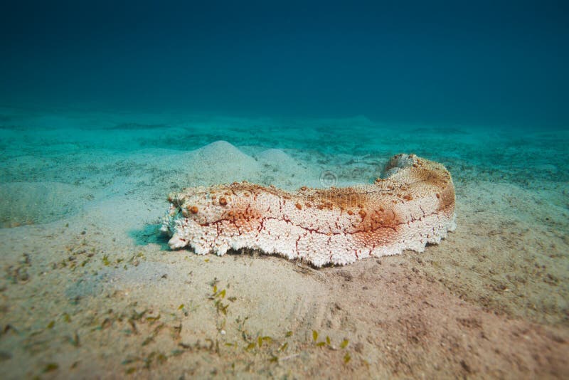 Big Sea Cucumber on the Sea Bottom Stock Photo - Image of immobile ...