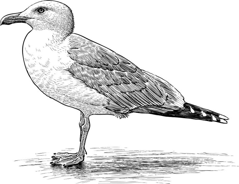 Big sea gull stock vector. Illustration of drawn, tail - 49088250