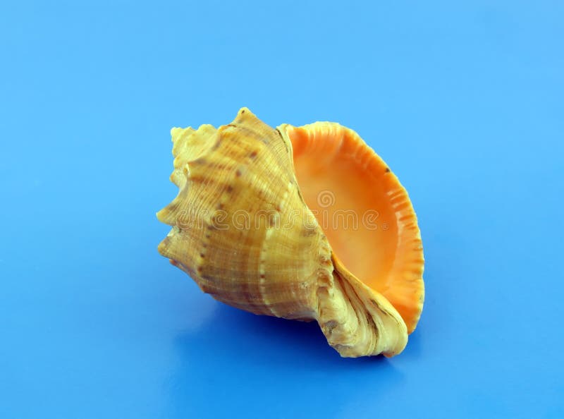 Big sea snail shell stock image. Image of invertebrate - 3303329