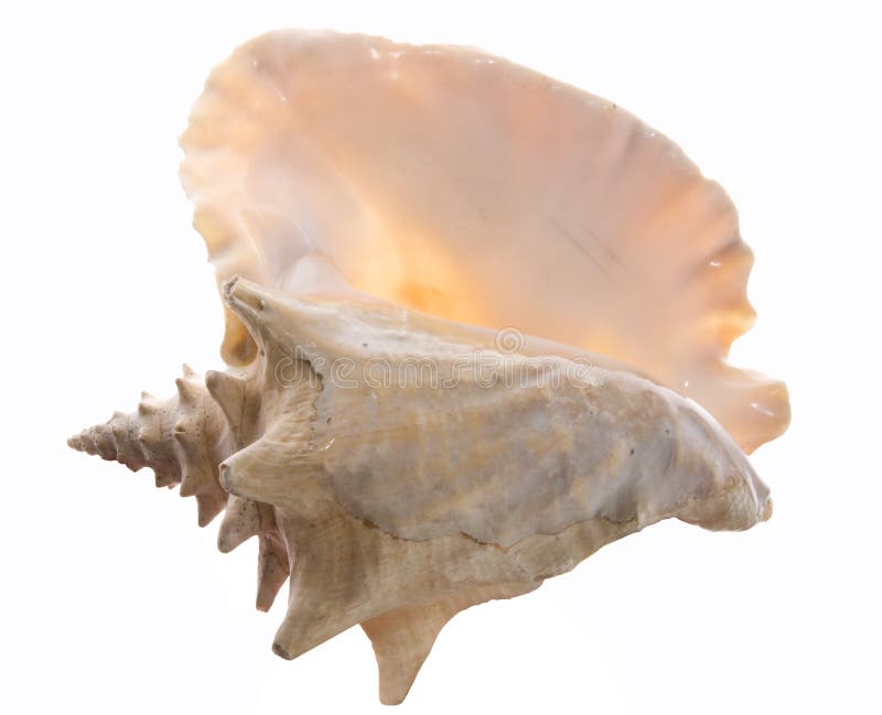 Big sea shell stock photo. Image of colorful, design, detail - 9254038
