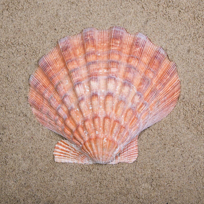 Big Sea shell stock image. Image of nature, beauty, relaxation - 59034223