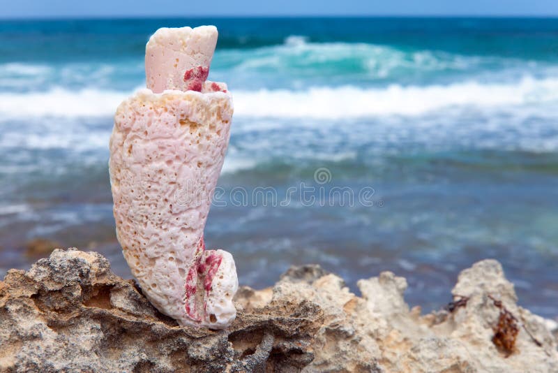Big sea shell stock image. Image of color, souvenir, beach - 31265901