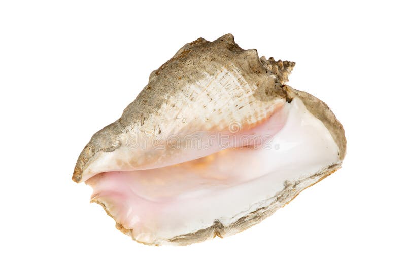 Big Sea Shell, Conch, Isolated on White Background Stock Image - Image ...