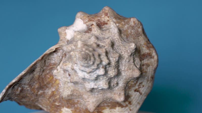 Big Sea Shell, Conch, Rotating Stock Footage - Video of seashell ...