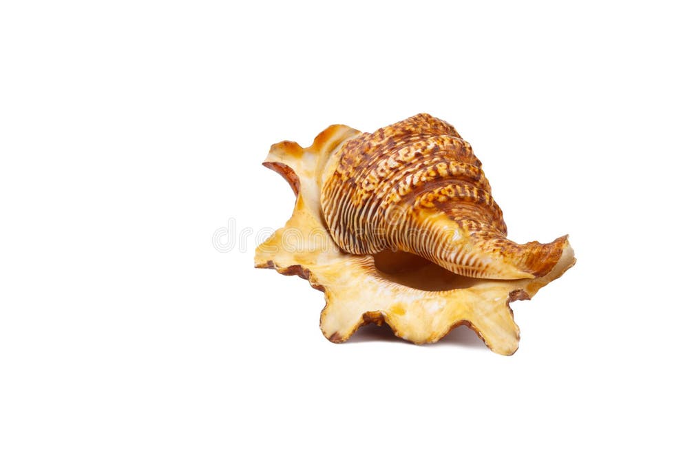 Big sea shell stock photo. Image of shell, white, copy - 185511126