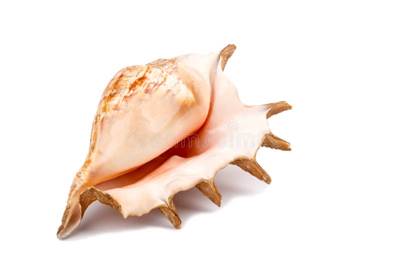 Big sea shell stock image. Image of shore, marine, nature - 70006321