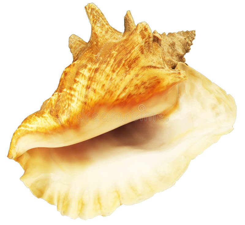 542 White Shell Spikes Stock Photos - Free & Royalty-Free Stock Photos ...