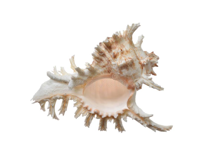 Big sea shell stock photo. Image of traveling, tropic - 8757040