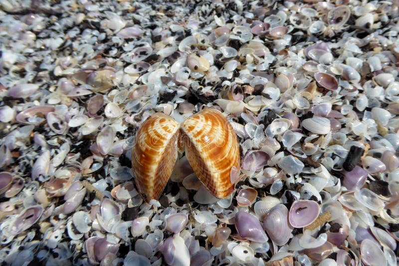 Colourful sea shells stock photo. Image of bright, coast - 20836336