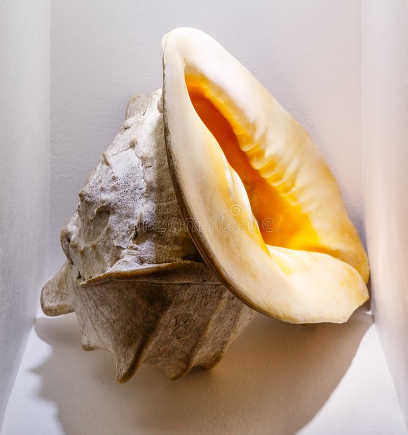 Big Sea Shell is Lying on the White Shelf Stock Photo - Image of ...