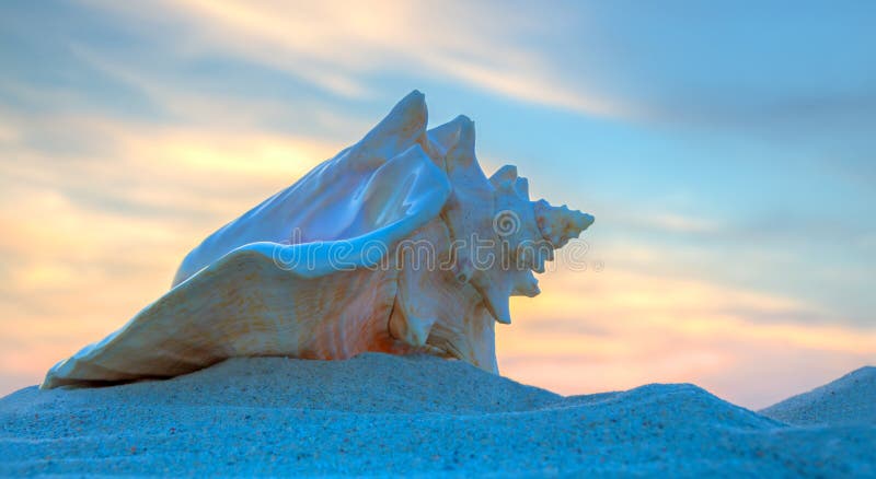 Big Sea Shell on the Sunset Stock Photo - Image of cloud, textured ...
