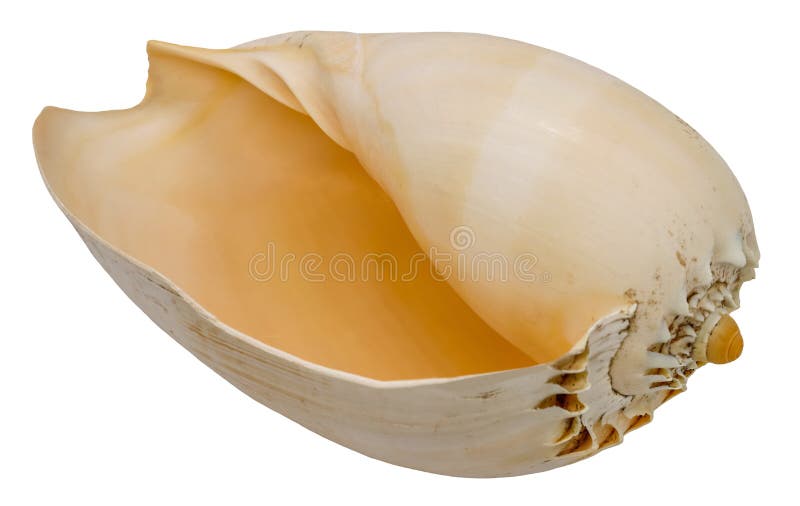 Big Sea Shell on a White Background Stock Image - Image of isolated ...