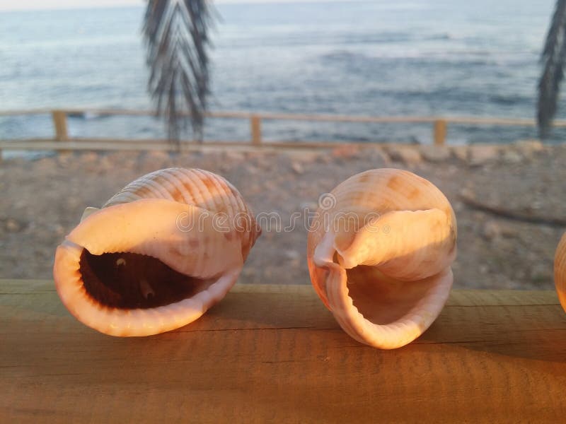 Big sea shells stock photo. Image of seaside, background - 123408464