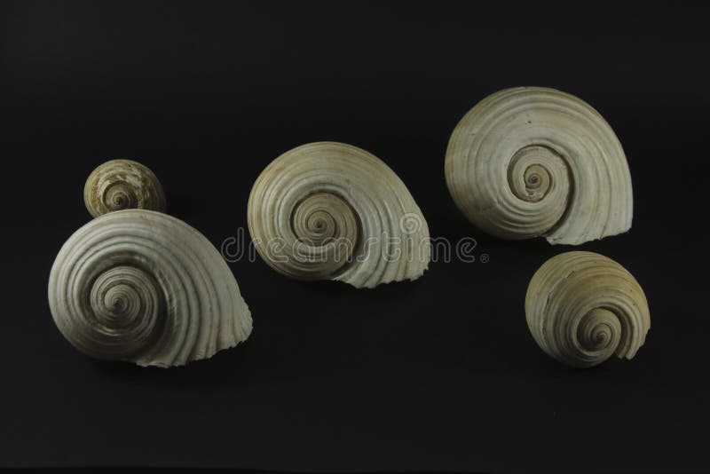 Big sea shells stock image. Image of ocean, white, studio - 43524675