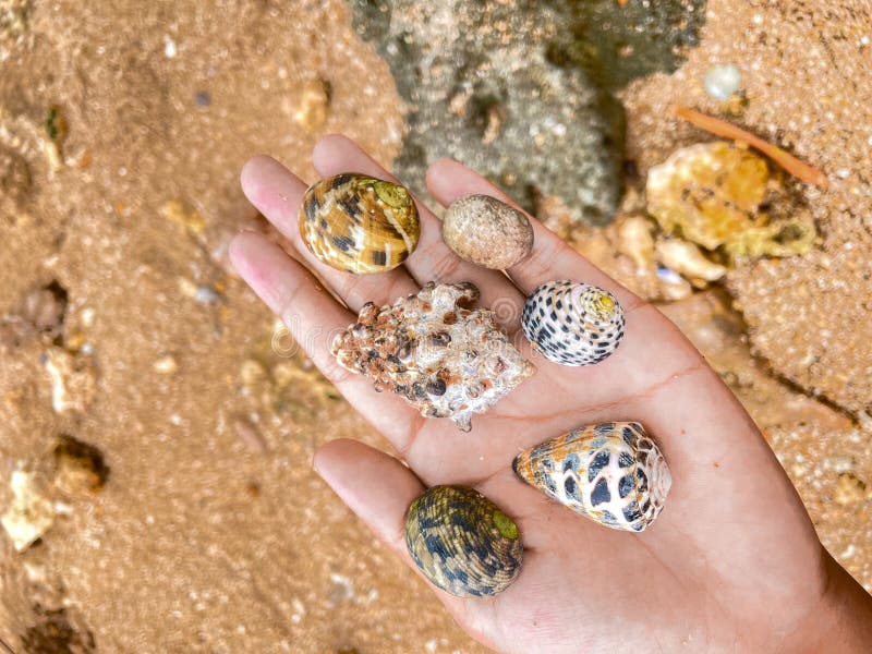 Big sea snail on hand stock photo. Image of jewellery - 364304378
