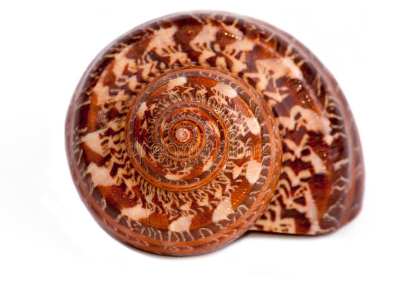 Big sea snail shell stock photo. Image of coast, beauty - 31141256