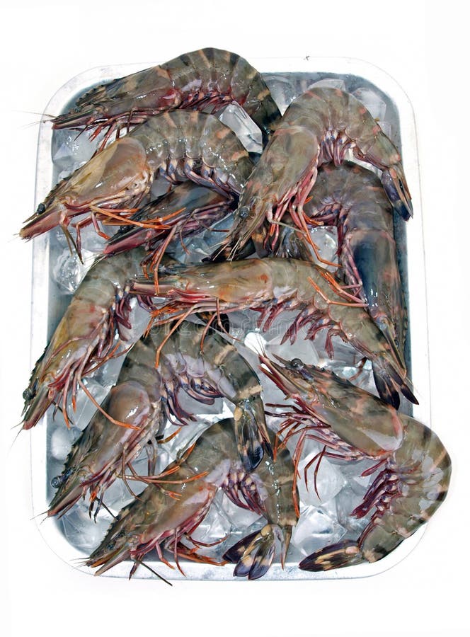 Big Sea Tiger Prawns Tray Vertical Top Stock Image - Image of gray ...