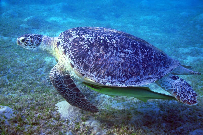 Big sea turtle stock image. Image of carapace, reptile - 9375985