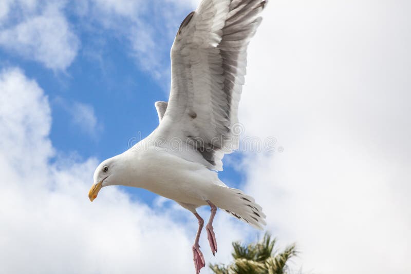Big Seagull in Sky with Clouds Stock Image - Image of soar, freedom ...