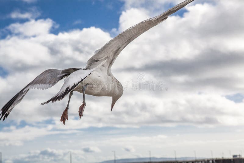 Big Seagull in Sky with Clouds Stock Photo - Image of blue, flight ...
