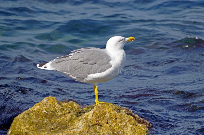 The big seagull stock photo. Image of gull, meal, ocean - 104542950