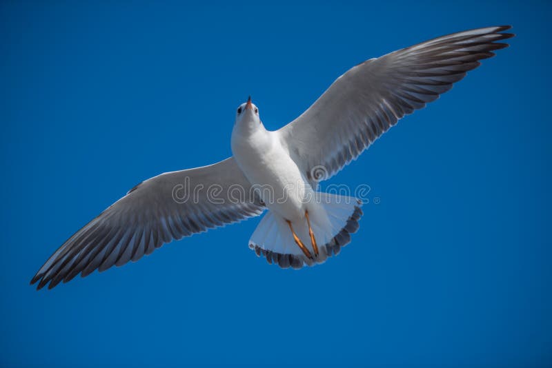 Seagull flying by stock photo. Image of side, wings, bird - 62357570