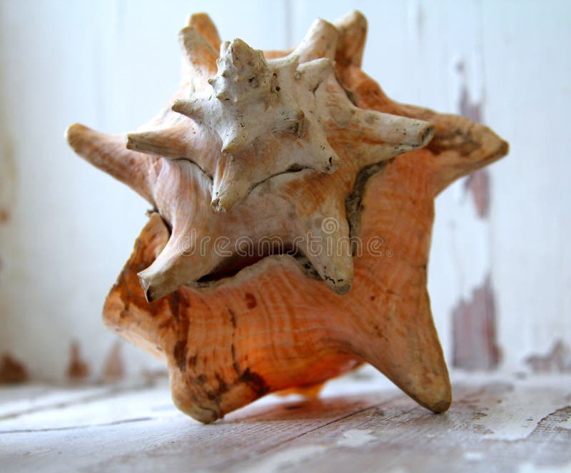 Ancient Seashell Fossils in the Desert of Fayoum Stock Photo - Image of ...