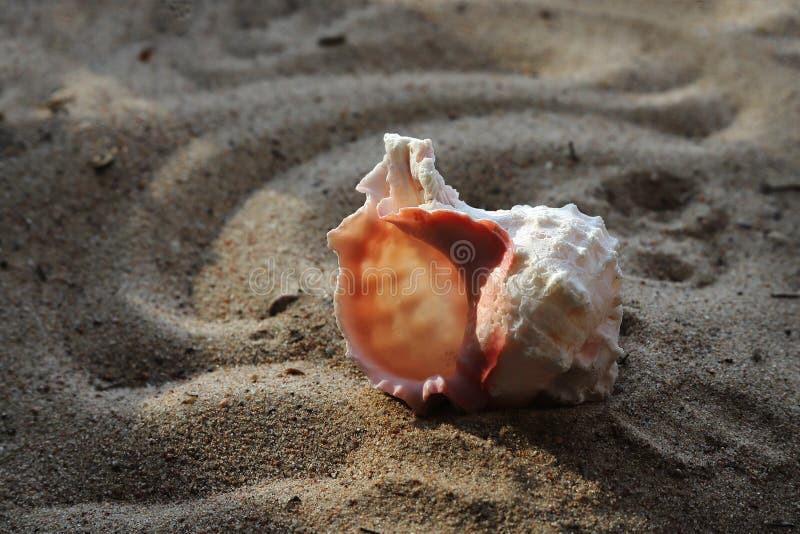 Big Seashell on the Beach Sand, Close Up Stock Image - Image of shore ...