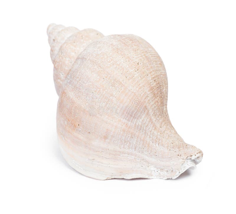 Big seashell in close-up stock image. Image of detail - 144376015