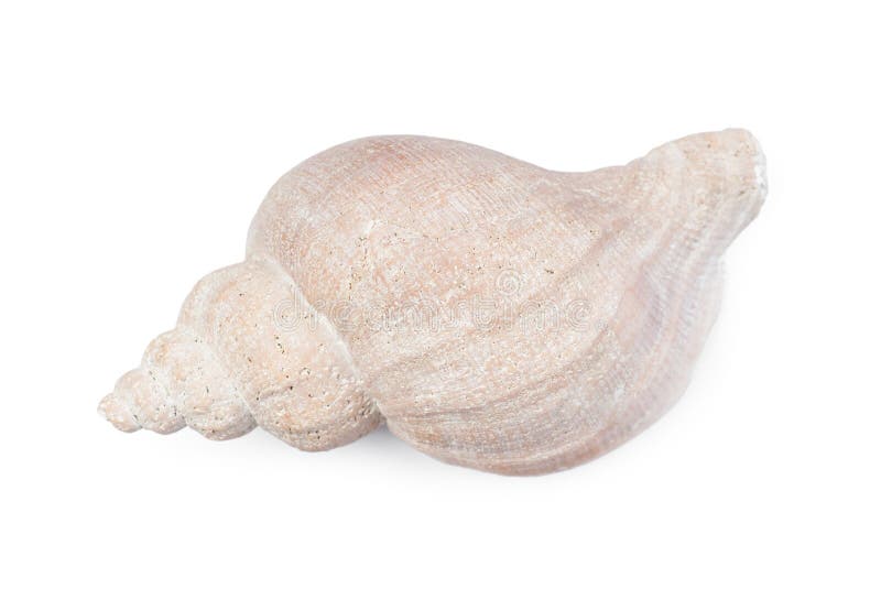 Big seashell in close-up stock photo. Image of seashell - 144375906