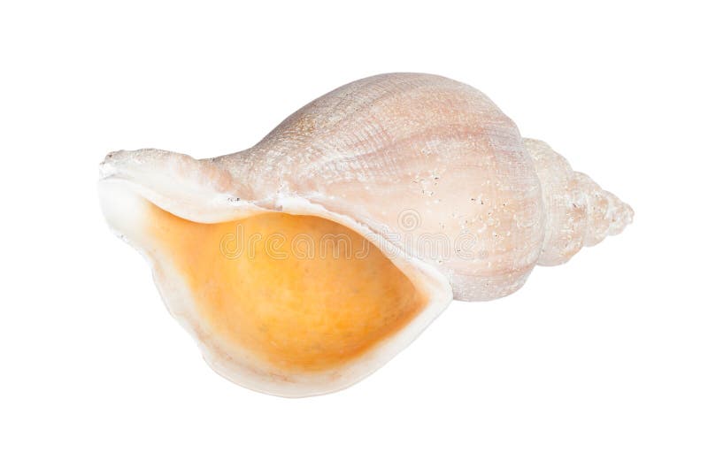 Big seashell in close-up stock photo. Image of seashell - 144375906