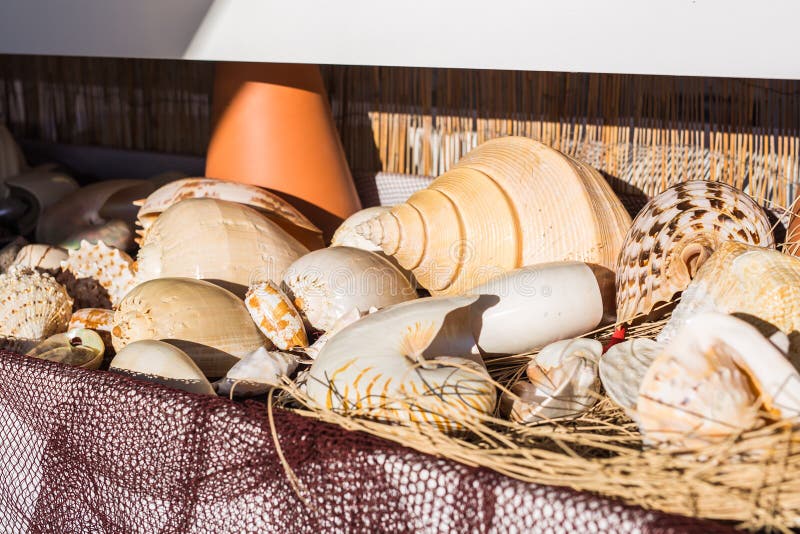 Big Seashell Collection in the Street Shop Stock Image - Image of ...