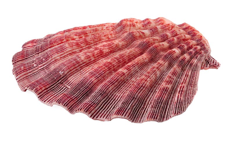 Large seashell stock photo. Image of centimeters, life - 171792830