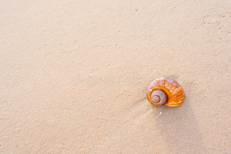 Big Seashell on the Sand on the Beach Stock Photo - Image of seashell ...