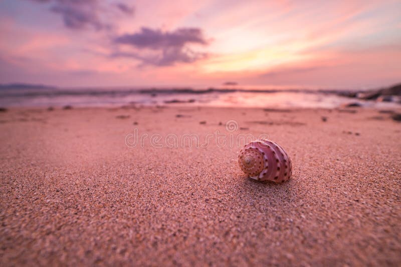 Big Seashell on the Sand on the Beach in the Back-light of Sunset Stock ...