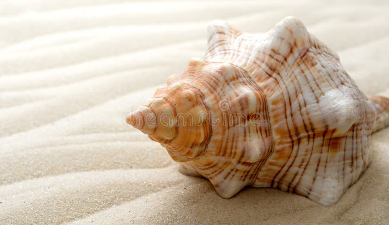 Big Seashell on the Sand on the Beach, Close Up Stock Photo - Image of ...