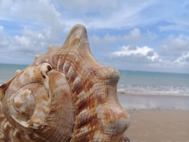 Big Seashell on the Sand by the Sea Stock Image - Image of coastline ...