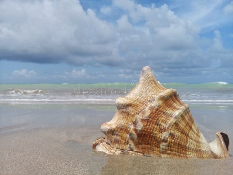 Big Seashell on the Sand by the Sea Stock Photo - Image of brazil ...