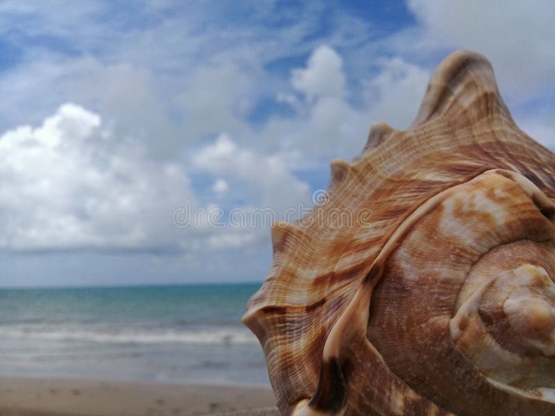Big Seashell on the Sand by the Sea Stock Image - Image of cloudy ...