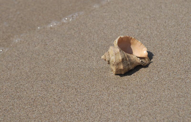 Big Seashell in Sea on the Beach. Stock Photo - Image of sand, summer ...