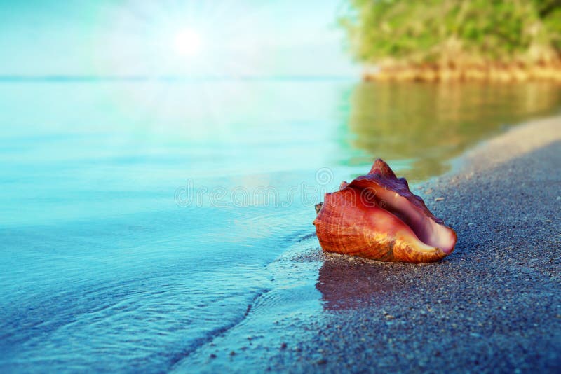 Big Seashell on Tropical Beach and Ocean Waves. Stock Image - Image of ...
