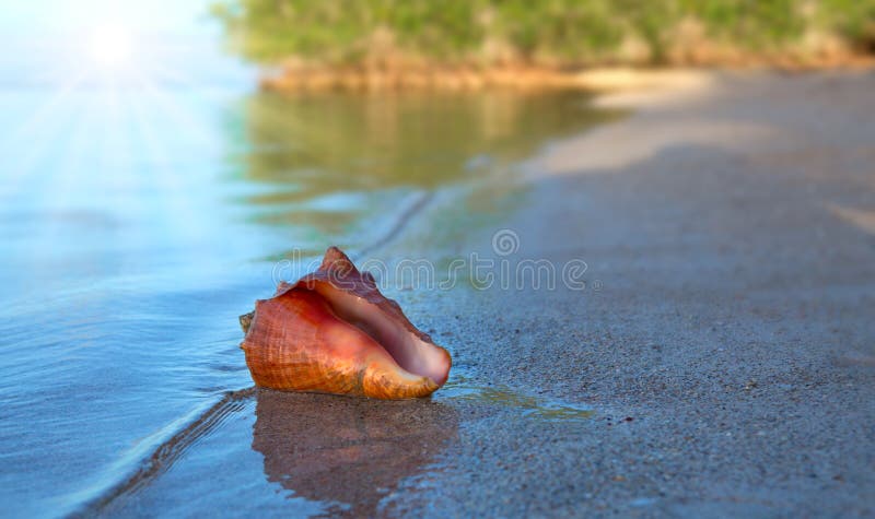 Big Seashell on Tropical Beach and Ocean Waves. Stock Photo - Image of ...