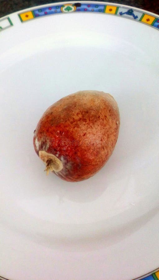 Big seed stock image. Image of white, plate, seed, rough - 130591007